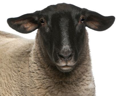 Ewe Alimentarium