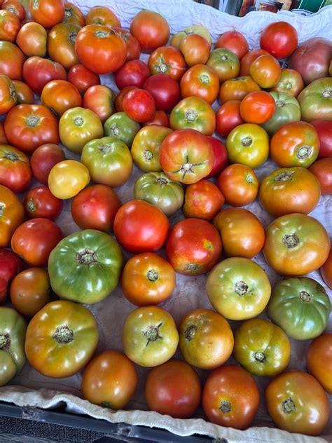 Jamison Orchard Tulip Tree In Ice Snow Facebook