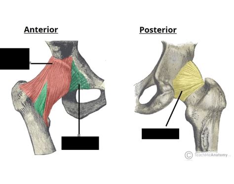 Ligaments In Hip — Printable Worksheet