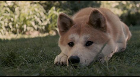 Critique Hatchi De Lasse Hallström Critikat