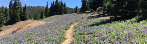 Scott Pass Trail Via Scott Trail Oregon 10 Reviews Map Alltrails