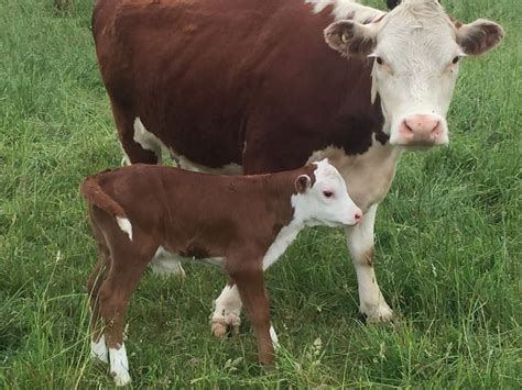 Preparing Your Beef Cows For Springtime Calving Cornell Small Farms