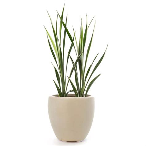 Dracena Sandera Lucky Bamboo Dracaena Sanderiana Opis Wygląd