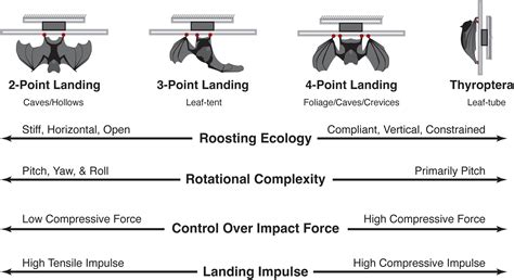 Roosting Ecology Drives The Evolution Of Diverse Bat Landing Maneuvers