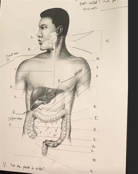 Digestive System Labeled Diagram Quizlet