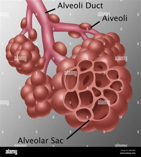 Lung Histology Labeled Bronchiole Alveolar Duct Alveoli Lab