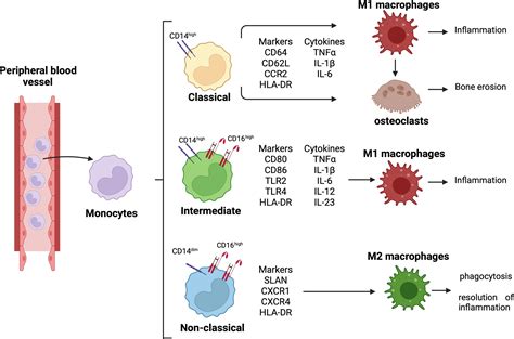 Rheumatoid Arthritis Gene Sequence At Lily Bolton Blog