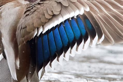 Eesti Lipp Ehk Sinimustvalge Ajaveeb Loodusemees