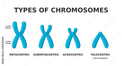 Types Of Chromosomes Metacentric Submetacentric Telocentric