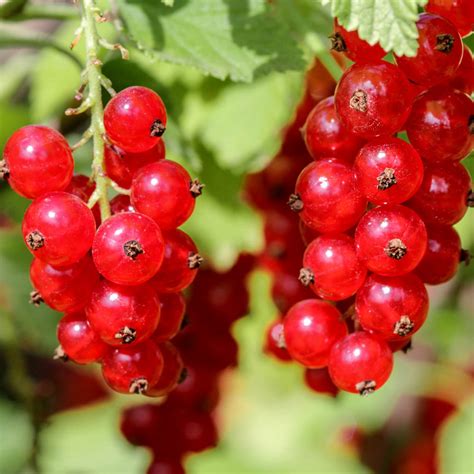 Yougarden Redcurrant Jonkheer Van Tets Plant Pot 17l Wilko