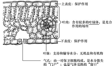 初中生物识图题常用结构示意图，复习必备！功能