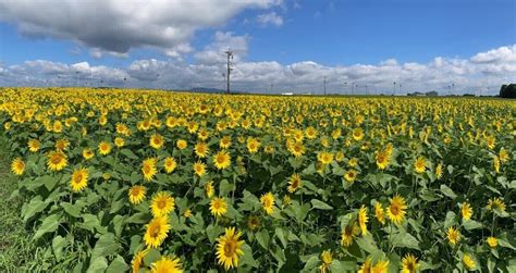 あんこねこ｜note