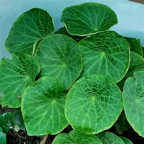 Unveiling The Emerald Gem A 2 Year Time Lapse Journey With Begonia Phuthoensis