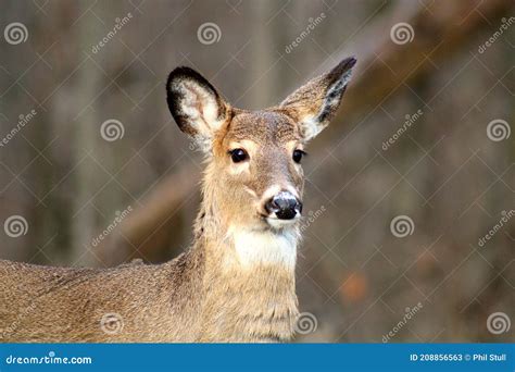 Beautiful Female Deer With Perky Ears Stock Image Image Of Prairie