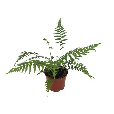 Dicksonia Antarctica — Plant Wholesale Floraccess