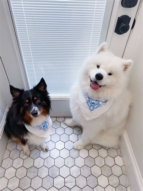 Jaclyn Schmidt On Linkedin Schwab Nationaldogday Schwablife