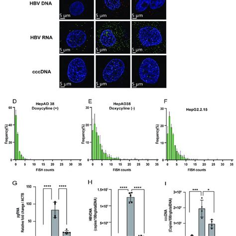 Detection Of Hbv Nucleic Acids In Hbv Replication Cell Lines Fish