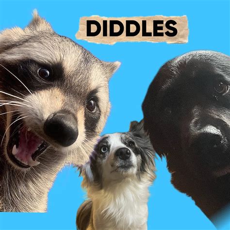Diddles Raccoon Youtube
