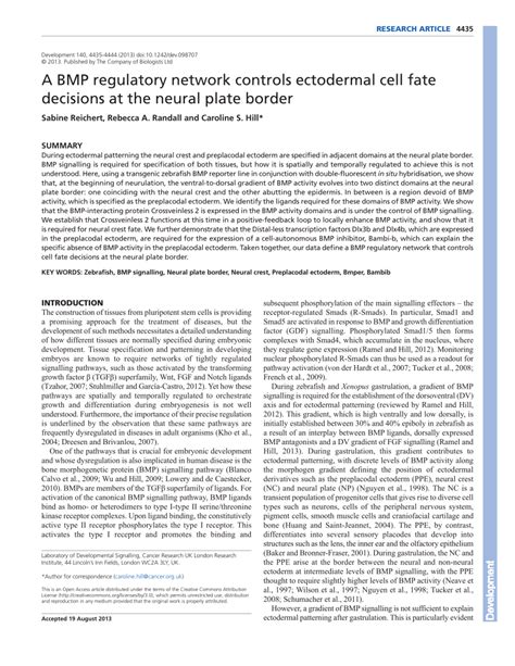 Pdf A Bmp Regulatory Network Controls Ectodermal Cell Fate Decisions