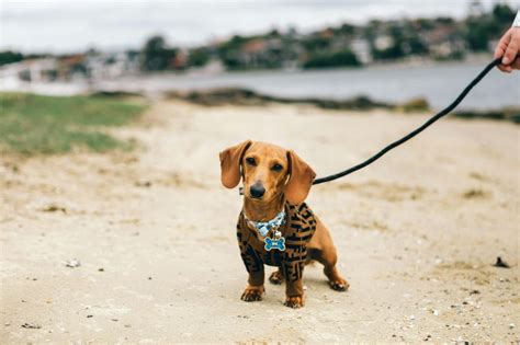 13 Top Dog Breeds Youll See Everywhere In California