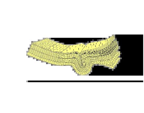 Insect Exoskeleton — Printable Worksheet