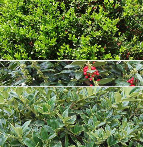 Ilex Cornuta Multiple Varieties Chinese Holly Garden Center Marketing