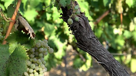 Momak Nosi Voljenoj U Marami Grožđa A Devojka Bere Bira Tamjaniku Kolumna Agroklubrs