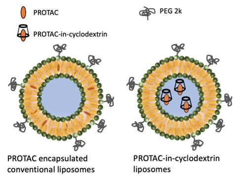 Scheme 1 Protac Encapsulated Conventional Liposome And Download