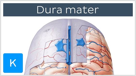 Dura Mater Id