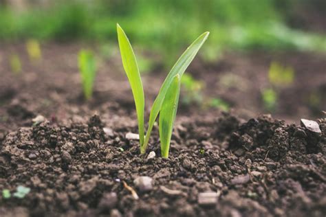 How Calgary Soil Conditions Impact Your Landscaping Design Choices