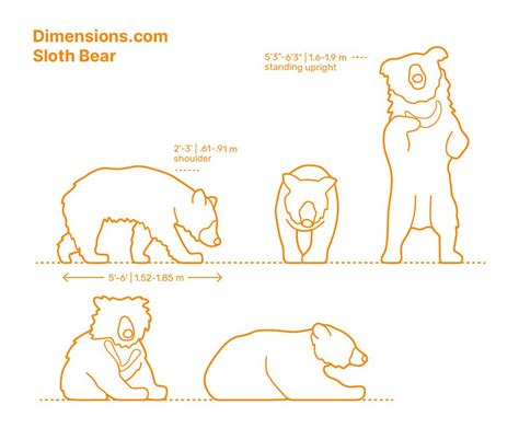 Sloth Bear Sloth Bear Sloth Bear