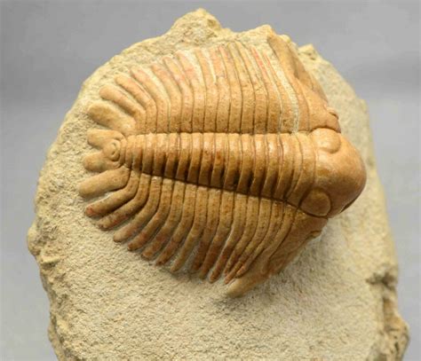 Pandaspinapyga Mutica Exotic Species Museum Russian Trilobites