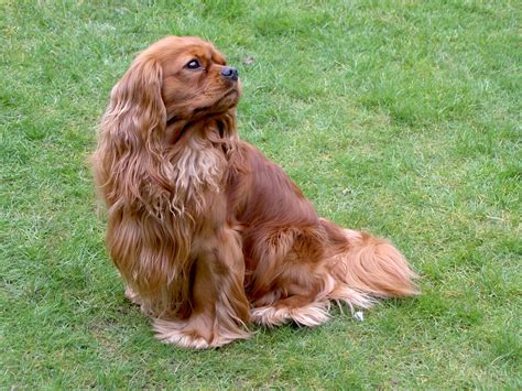 English Toy Cocker Spaniel English Toy Spaniel Breed Guide Learn