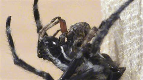 Male Spiders Perform Oral Sex On Females Iflscience