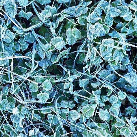 秋天的草被晨霜覆盖着。素材 花瓣网