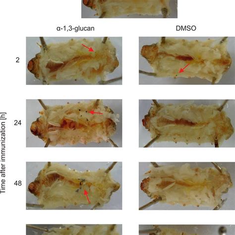 Macroscopic Image Of Melanized Nodules Formed In G Mellonella Hemocel Download Scientific