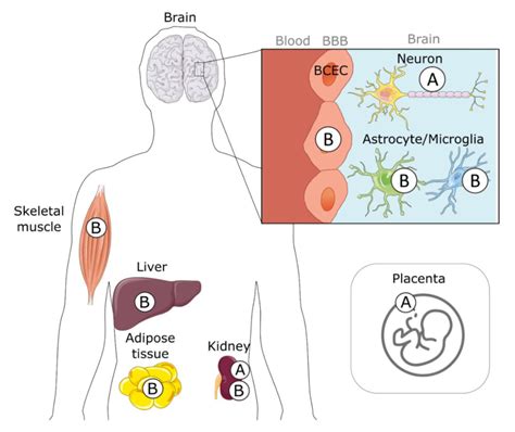 Tissue Specific Expression Of Insr Isoforms Alternative Splicing