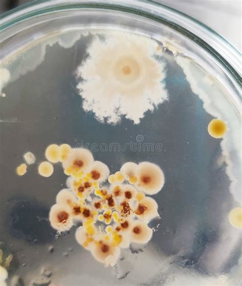 Bacillus And Other Bacteria Growing On Nutrient Agar Medium Stock Image Image Of