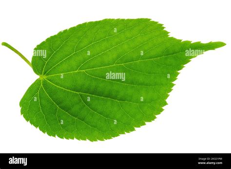 One Single Leaf Of Lime Tree Or Linden On A White Background File