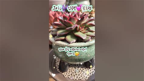 김용빈그이름🎶다육신비구독좋아요👏👍 Youtube