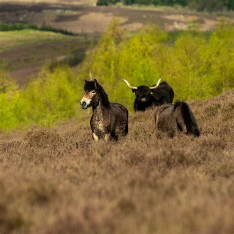 Hepple Wilds Art Workshop Whats On High Life North Look Good