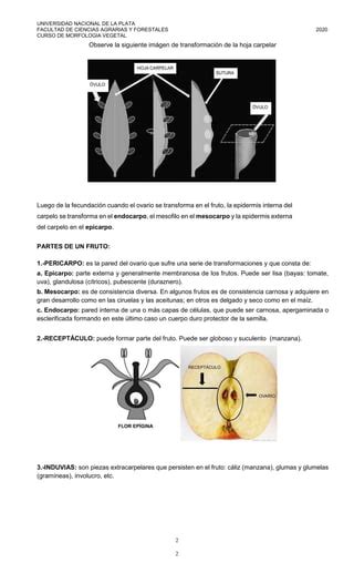 15 El Fruto 202015 El Fruto 2020pdf