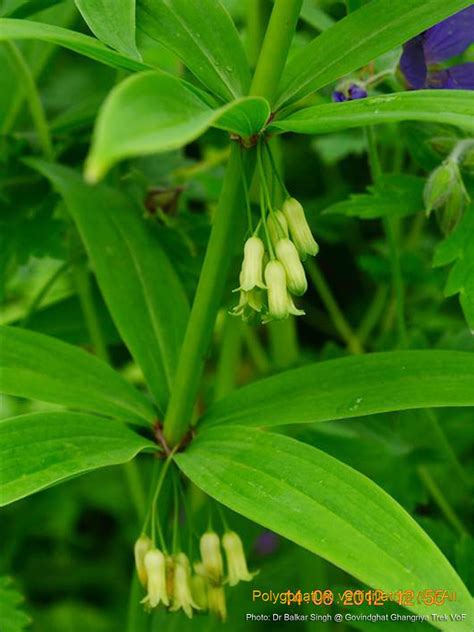 Medicinal Plants Polygonatum Verticillatum