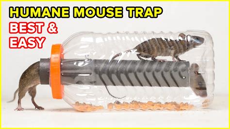 Build A Humane Mouse Traps How To Make A Cheap Homemade Mouse Trap