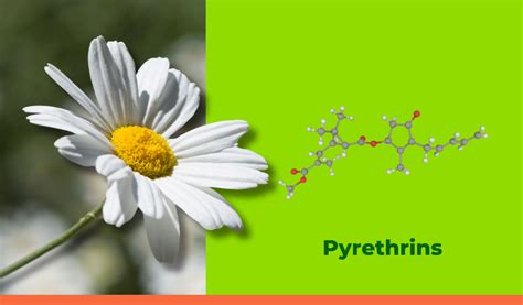 Protecting Crops And The Environment With Natural Pyrethrins Rovensa