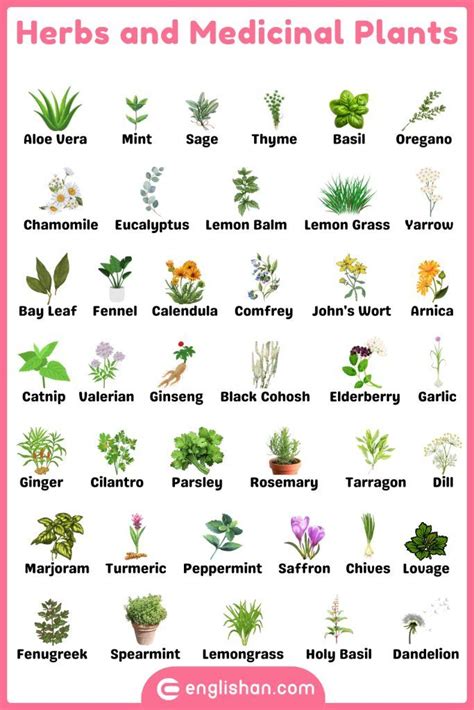 Herbal Plants List