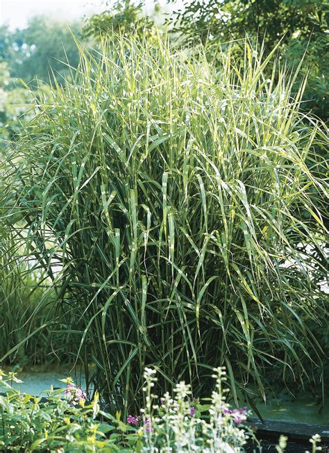 Miscanthus Sinensis ‘strictus Decograsses