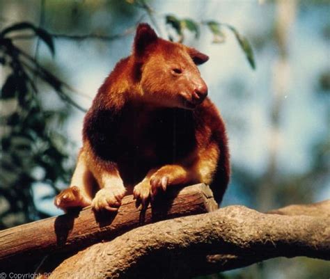 Goodfellows Tree Kangaroo Dendrolagus Goodfellowi