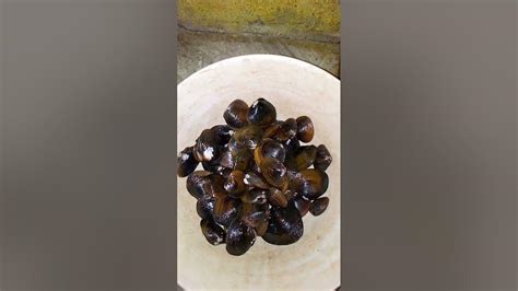 Kabibe Shells Youtube