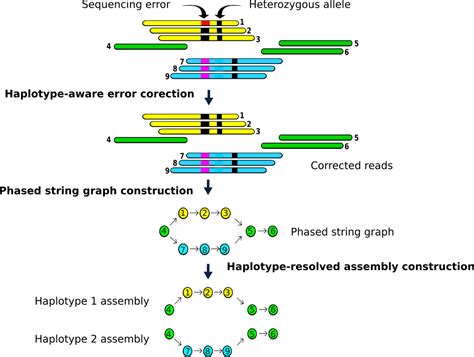 Hands On Vertebrate Genome Assembly Using Hifi Bionano And Hi C Data Step By Step